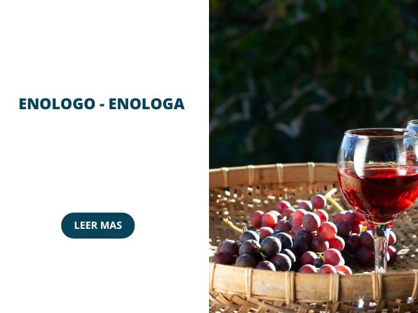 Enólogo - Enóloga: Qué es y que hace, funciones y estudios